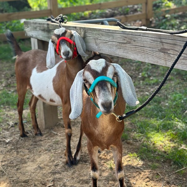 Goat or Small Mini Horse Adjustable Pack Saddle - Etsy
