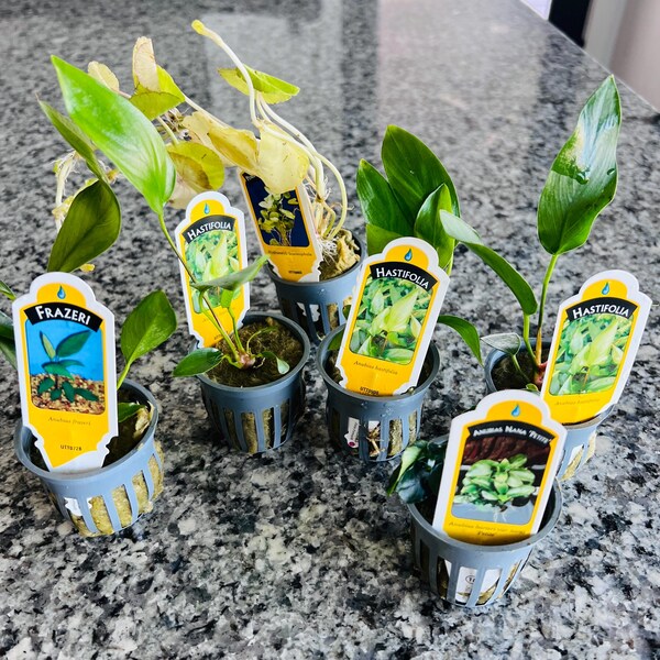 BUY2GET1FREE Italian Valisneria - X6 Vallisneria Spiralis Live Green ...