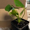 Pan Am - Friendship Plant (pilea Involucrata) - Etsy