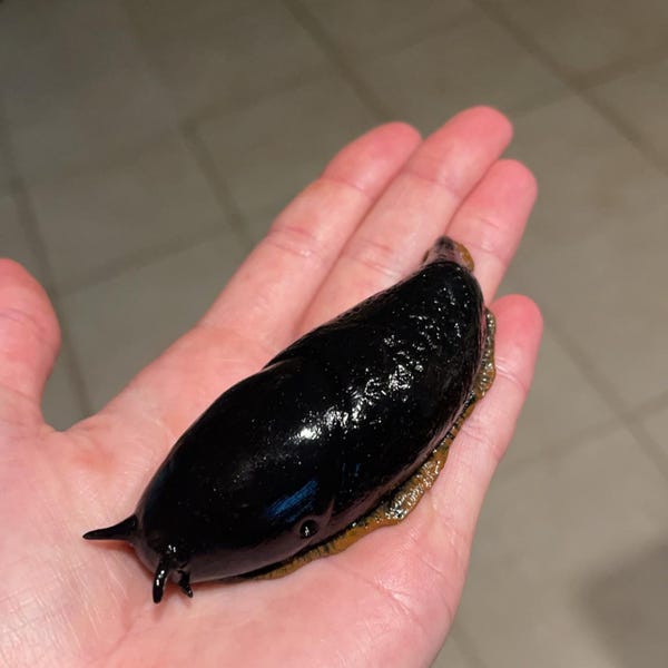 MJB Starter Insect Pinning Kit | Curated Kit for Beginners With ...