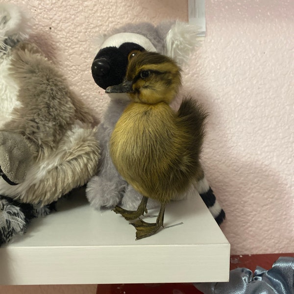 Real Little Yellow Duck Specimen Collectibles Study, Special Gifts Kids ...