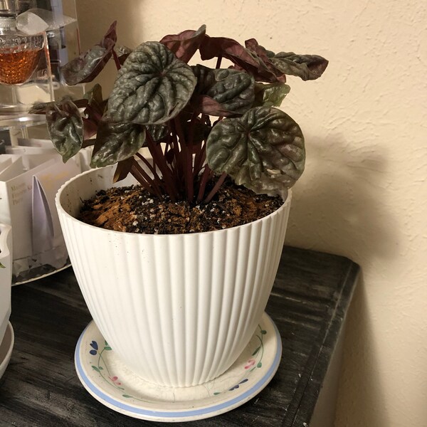 Red Ripple Peperomia - Caperata- 4in Pot - Tropical Indoor Houseplant ...