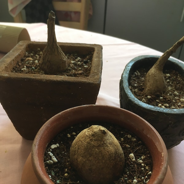 Value Box Stephania Erecta and Phyllanthus Mirabilis – Perfect for ...