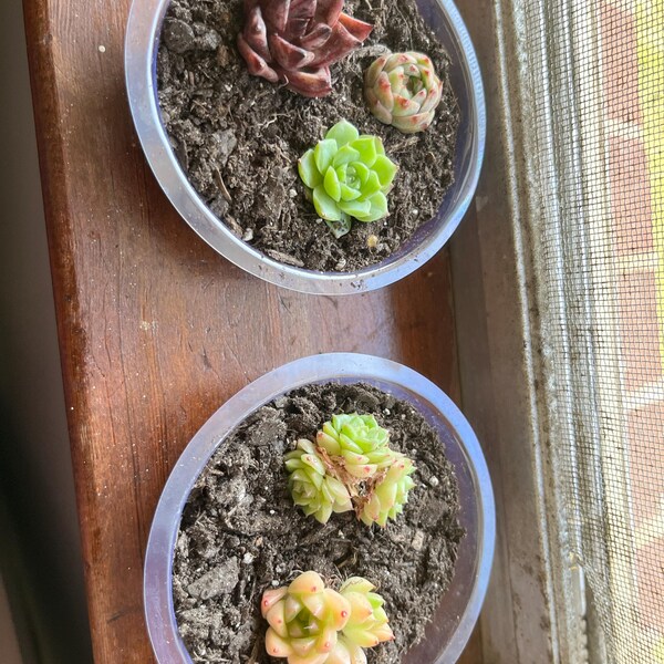 String of Watermelon Succulent Plants - Etsy