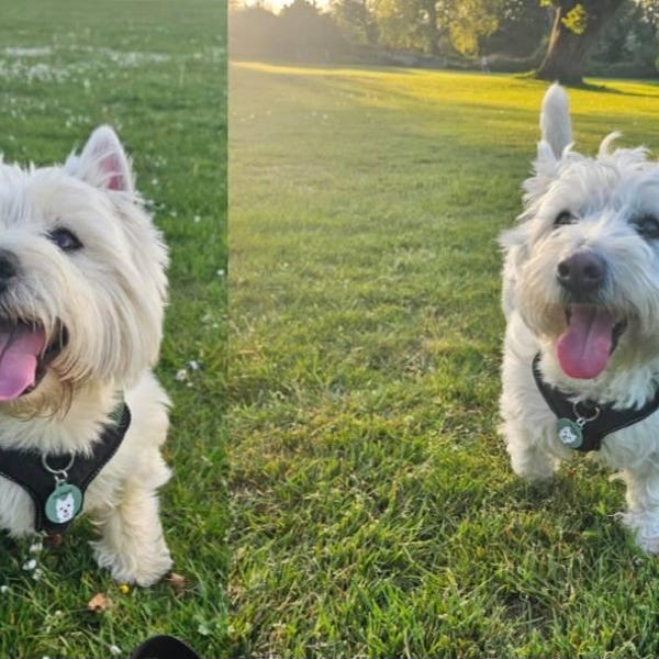 Cavapoo Cute Dog ID Tag for Cavapoos Pet Collars, Dog Tag, Dog Collar ...