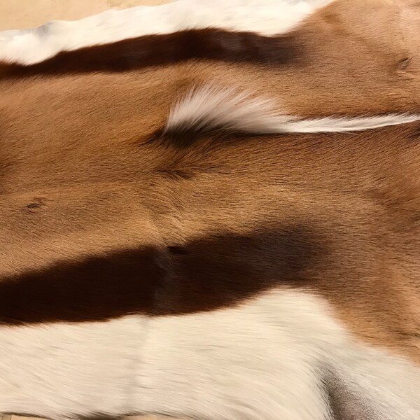 Springbok Hide, Natural XXL African SPRINGBOK Skin, Approx. Size: 39x22 ...