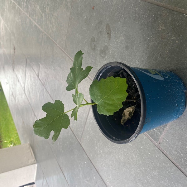 Live Fig Tree - Fignominal Plant - Dwarf Fig Tree - Ficus Carica - 4-6 ...