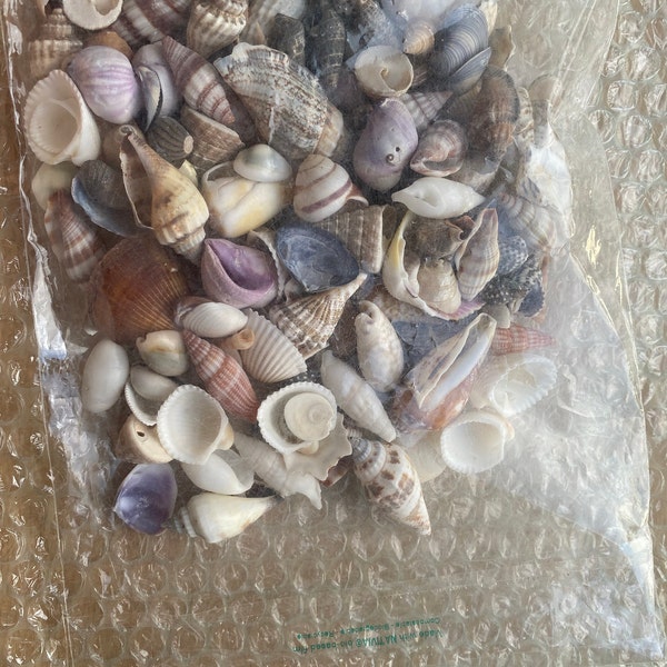 SMALL SHELLS MIX Assorted for Craft, Decoration, Wedding, Nautical Home ...