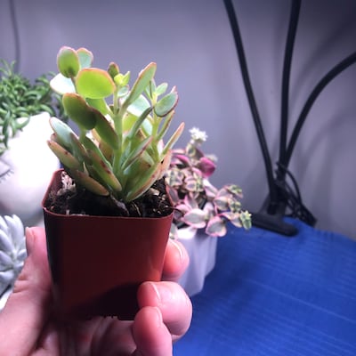 Miniature Pine Tree - Etsy