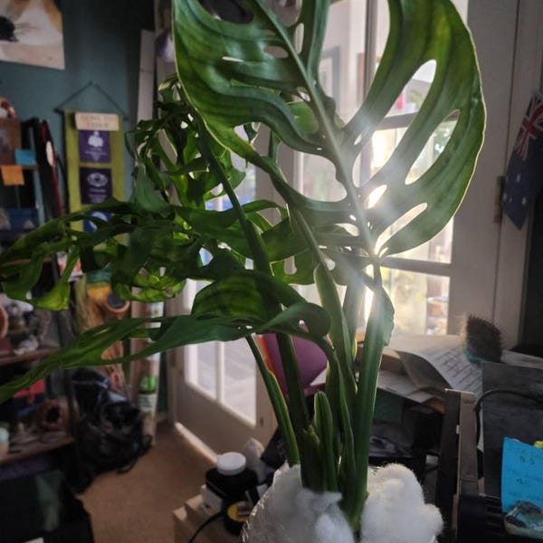 4" African Violet “cabbage Patch” - Etsy