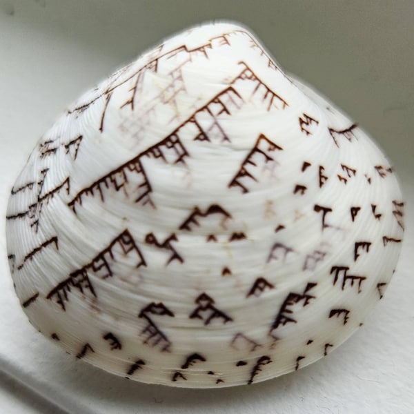 Extra Large Giant Clam Shell MATCHING PAIR Very Very Rare Unique Real ...