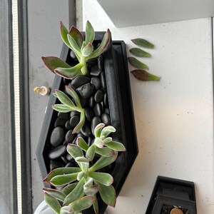 String of Little Pickles, Othonna Capensis ruby Necklace in 2 Inches ...