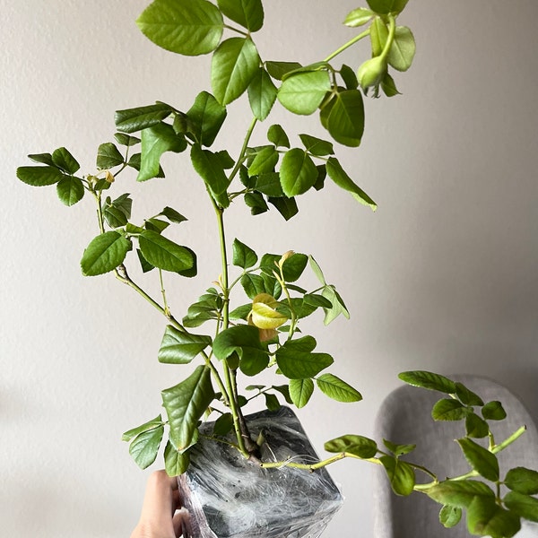 Masora マソラ 真宙 Japanese Rose Super Lovely Big Flowers Heat Resistance ...