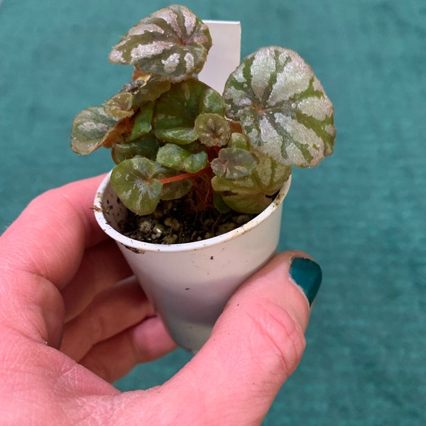 Begonia 'peridot', Smallest Rex Hybrid for Terrarum. 2 Inch Potted ...