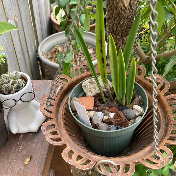 Double Rose Pikake (hawaiian Pronunciation of “peacock”) a Sweet ...