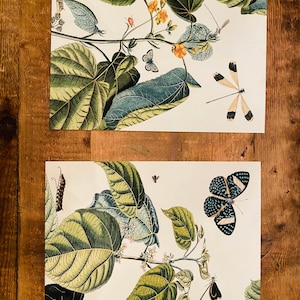 Nature Study Collage No. 23, Botanical Print Set, Collage, Giclee Print ...