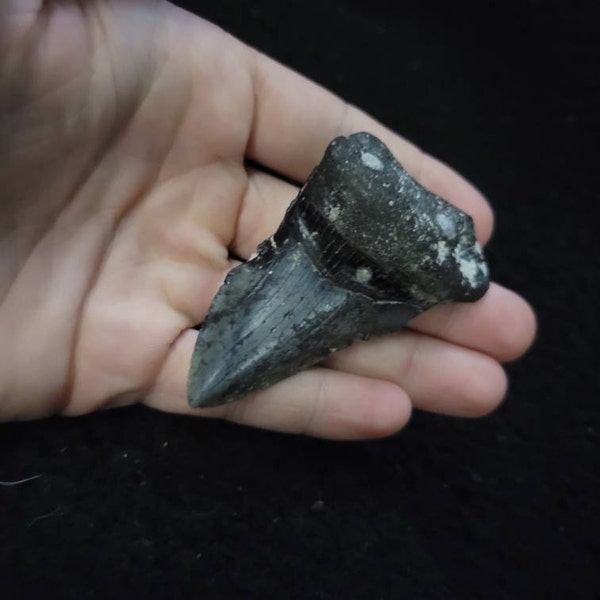Broken Megalodon Shark Tooth - Etsy