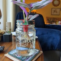 Propagation Pins - Moss Pole Pins - Allow a Little More Flair to Your ...