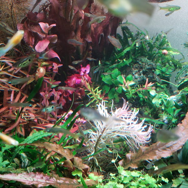 Samolus Parviflorus Red Rare Live Aquarium Plants - Etsy