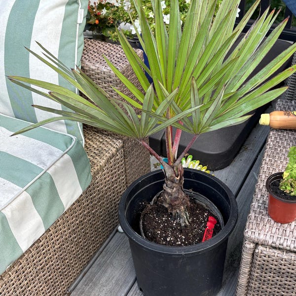 Red Latan Palm Tree: (latania Lontaroides) Rare Tropical Palm. 3 Gallon ...