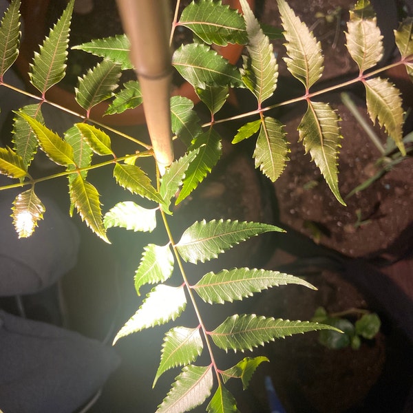 Live Neem Trees, Amazing Useful Trees, 2 to 3 Feet Tall, 1 Gallon (does ...