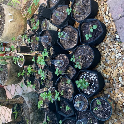 Golden-raspberry-plant-anne-non-gmo-buy-3-get-1 - Etsy