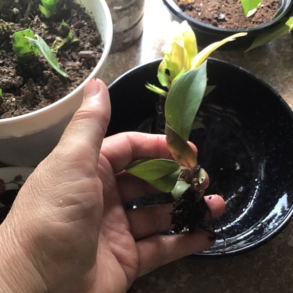 Philodendron Royal Queen Starter Plant ALL STARTER PLANTS Require You ...