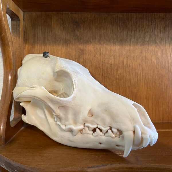 10 Deer Distal Phalanx Bones Phalanges Knuckle Bones - Etsy