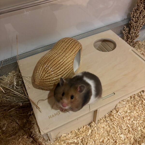 Hamster Stairs, Staircase, Ladder, Bridge, in Natural Wood (hamster ...