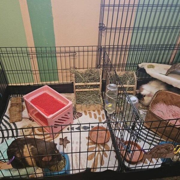 Sugar Glider Duo Cage Tag, Personalized, Custom, Engraved Wood, Sugar ...