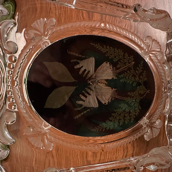 Butterfly Frame Preserved Asian Swallowtail Butterfly Taxidermy in an ...