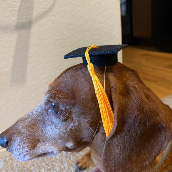 Mini-sized Graduation Cap Cat Hat for Your Cat FREE SHIPPING! Add-on ...