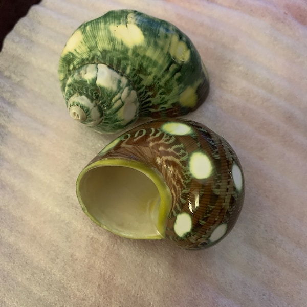 Spotted Turbo Petholatus I Spotted Shell I Turbo Seashell I Turbo ...