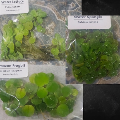 Floating Plant Package 1, Frogbit Dwarf Water Lettuce Water Spangles ...