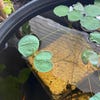 Bulbine Torta, Super Rare Succulent！ - Etsy