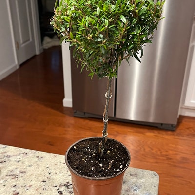 Goldfish Watering Can, Fish Watering Can, Cute Watering Can, Fun ...