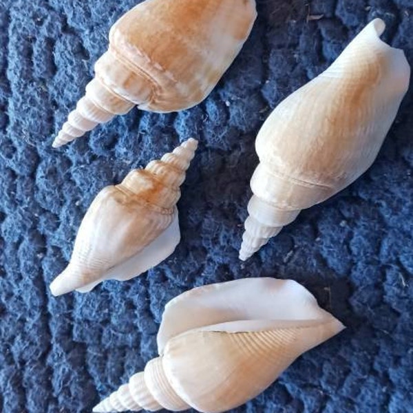 Astraea Calcar Shells, Spurred Turban Shells 1/2 1 10 Pieces - Etsy