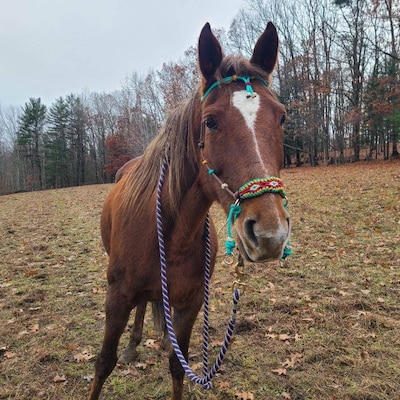 Soft Rope Halter Bitless Bridle Hackamore Diamond Paracord Overlay With ...