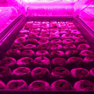 Seeds. Very Rare: PINK Kiwi Fruit Huge Producer 'pink Lady' Long Vines ...