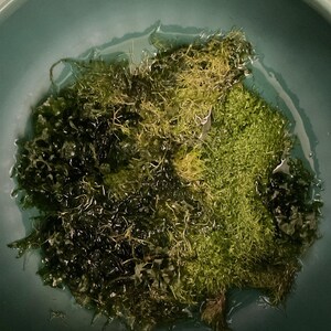 Live Aquarium Plants, Mix Moss Subwassertang, Round Pelia, Monosolenium ...