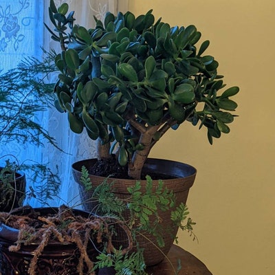 Vintage My Size Barbie,bride Barbie Doll,large Bride Barbie,collectible ...