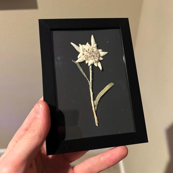 Real Dried Edelweiss Flower Deluxe Blossom Locket,silver Stainless ...