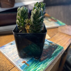 Crassula Picturata tiger Jade 4 - Etsy