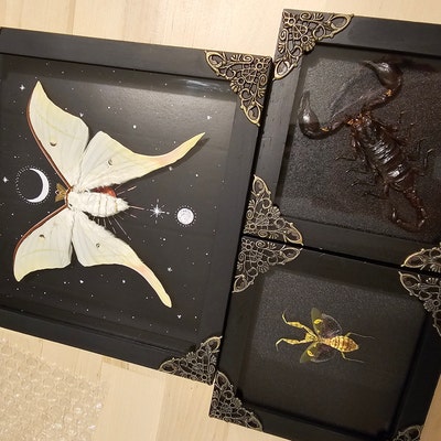 Real Framed Giant Actias Luna Moth 3D Floating Shadow Box Insect ...