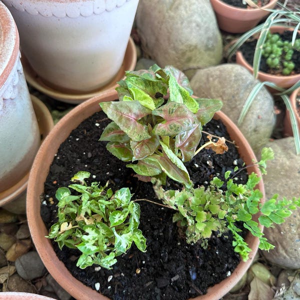 Live House Plant Bloom Harmony’s African Violet ‘wrangler’s Banjo ...