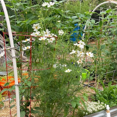 15 Heirloom Chinese Redbud Tree Seeds. USA Beautiful Pink - Etsy