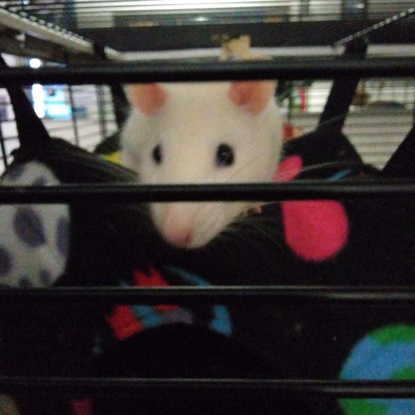 Pet Cargo Net for Cage Pet Rat Toy Accessories, Climbing Net, Fall ...