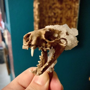 1 Real Mink Animal Bone Skull Skeleton Parts Teeth Collection Craft Man ...