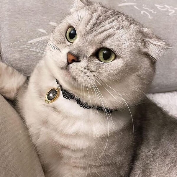 Breakaway Grey Cat Collar,black Lace Cat Collar.tiny Dog Collar,kitty ...