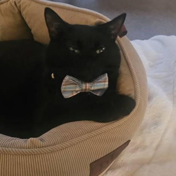 Plaid Cat Collar Bowtie: Personalized Cotton Kitten Collar With ...